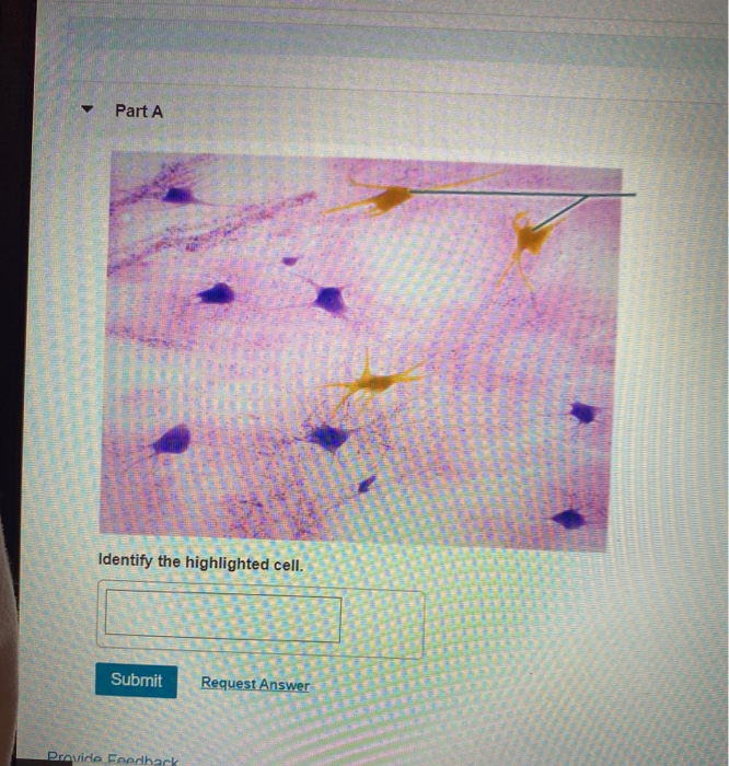 Solved Part A Identify the highlighted cell. Submit Request | Chegg.com