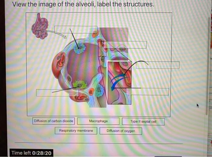 Solved View the image of the alveoli, label the structures. | Chegg.com