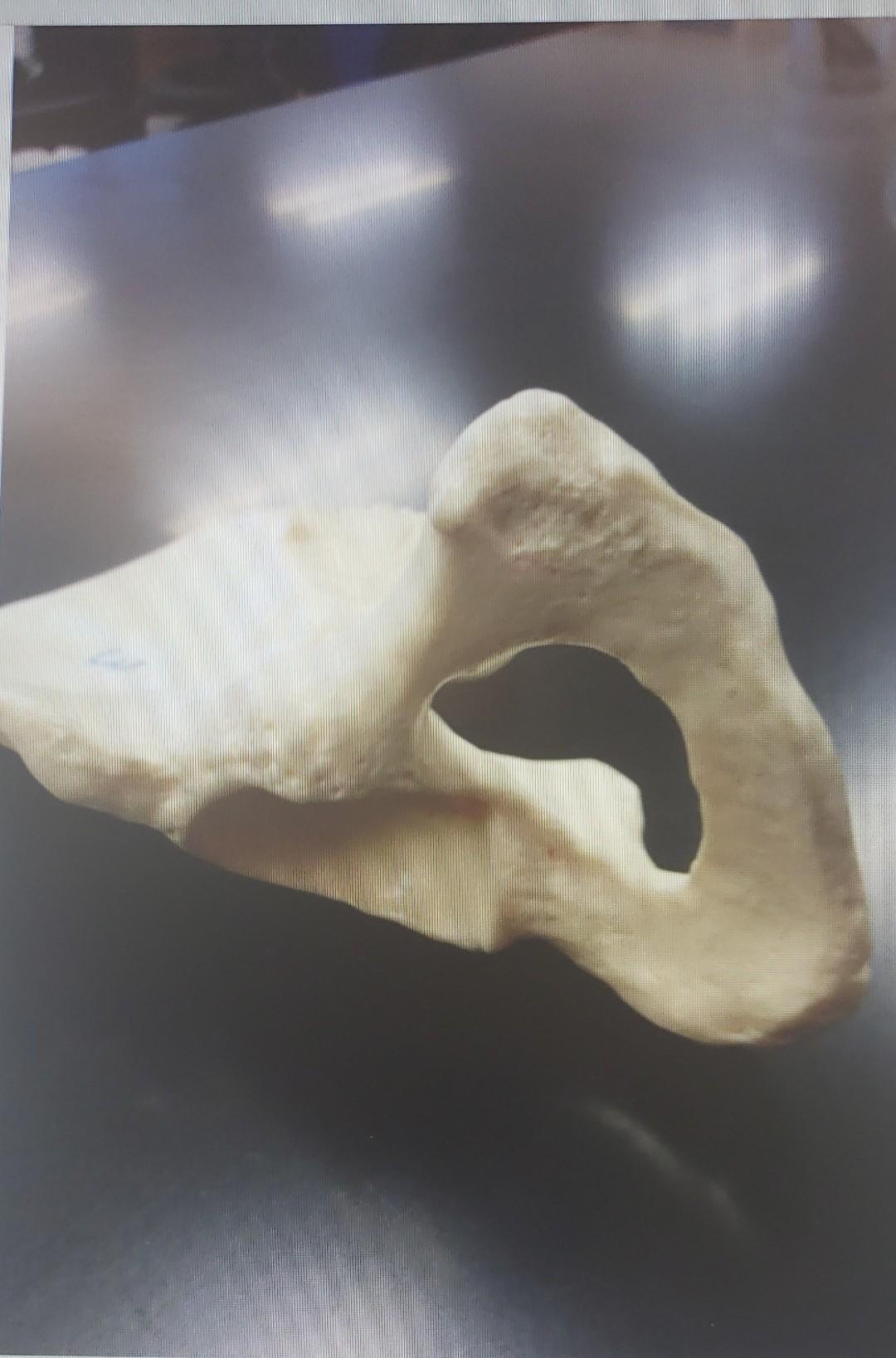 Solved pls label this hip bone pls label this | Chegg.com Solved pls label this hip bone pls label this | Chegg.com