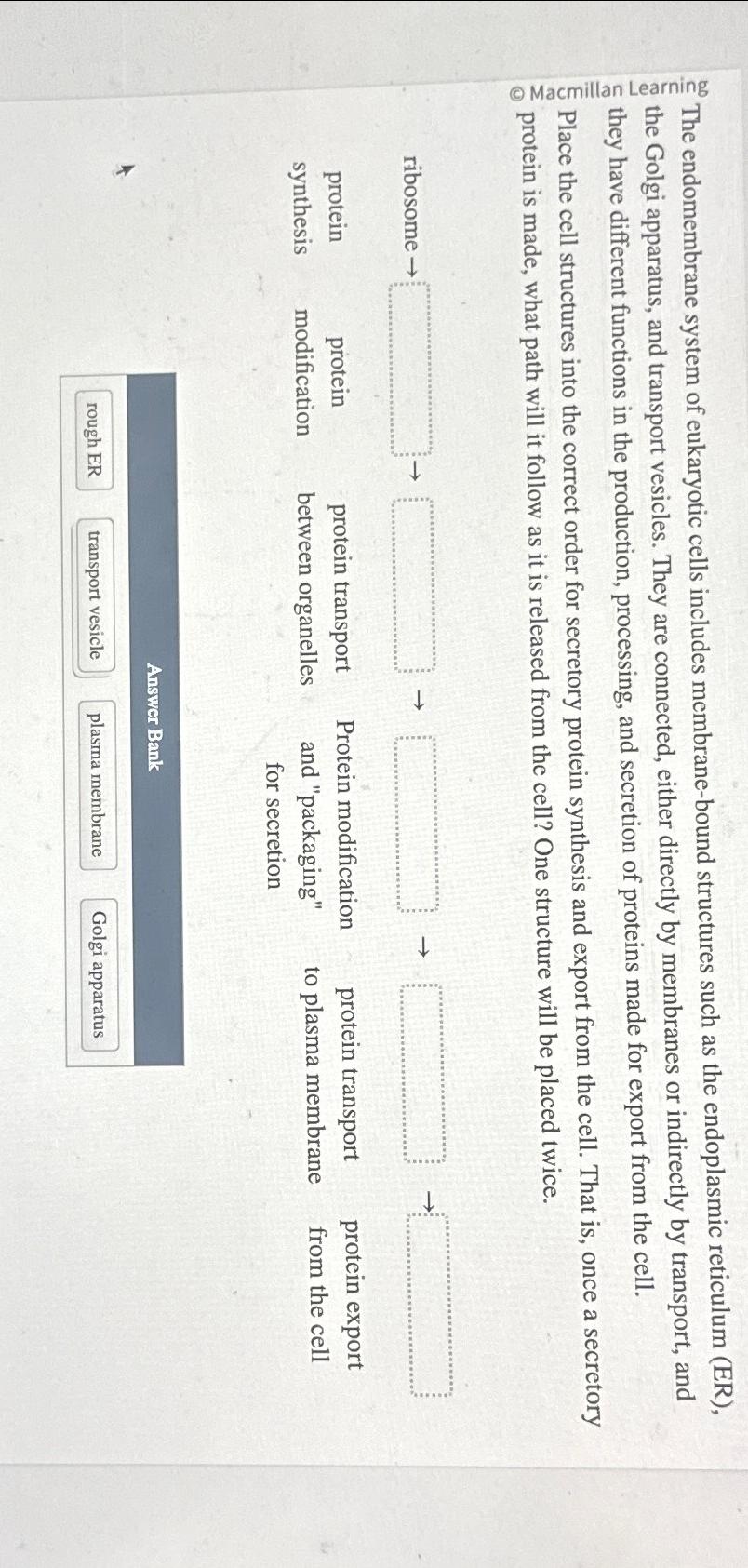 Solved The endomembrane system of eukaryotic cells includes | Chegg.com