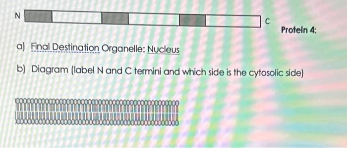 Solved =our proteins are represented schematically. The | Chegg.com