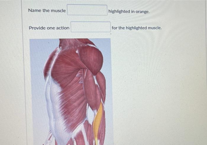 Solved Name the muscle highlighted in orange. Provide one | Chegg.com