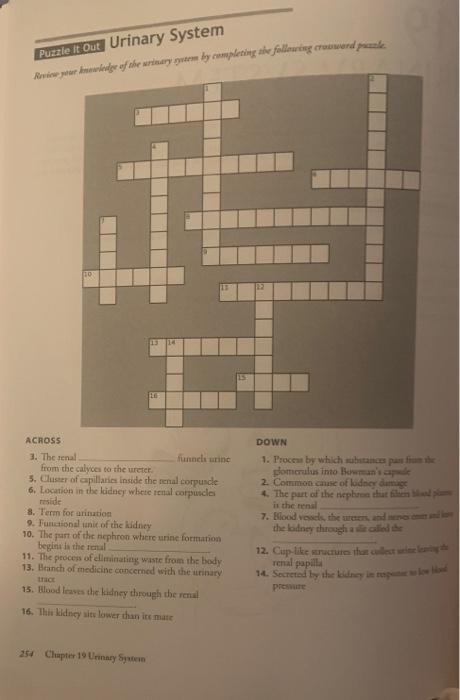 Solved Puzzle It Out Urinary System Revior our knowledge of | Chegg.com
