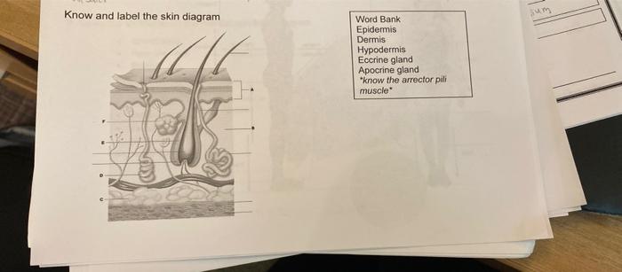 Solved Know and label the skin diagram Word Bank Epidermis | Chegg.com