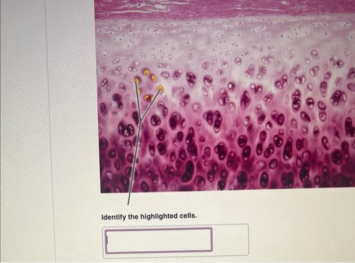 Solved Identify the highlighted cells. | Chegg.com