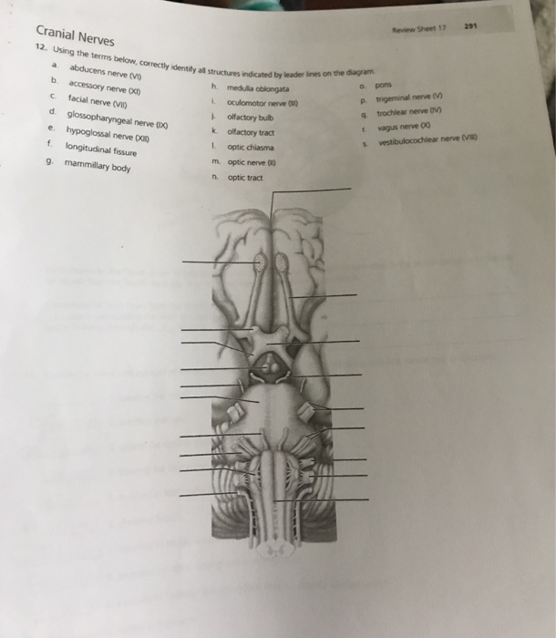 Solved Review Sheet 17 291 hmedulla oblongata Cranial Nerves | Chegg.com