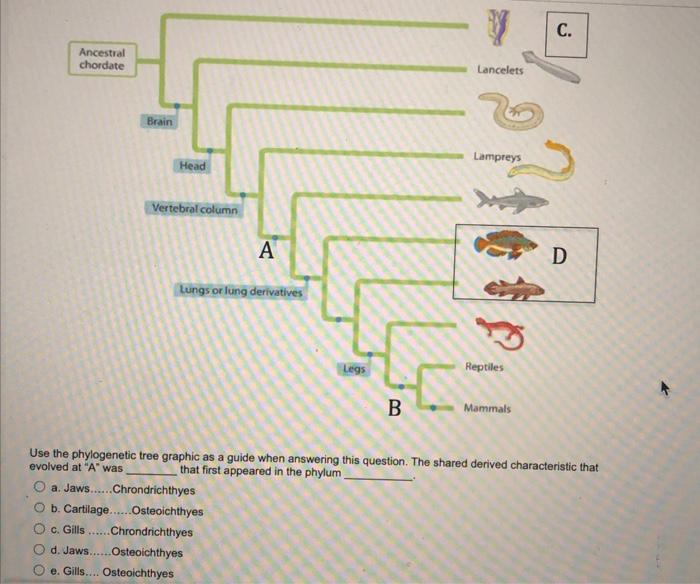 Solved Use the phylogenetic tree graphic as a guide when | Chegg.com