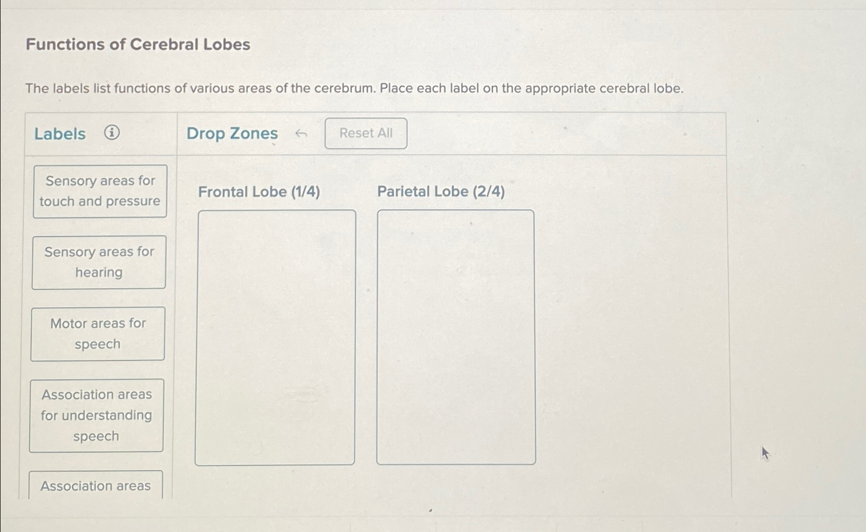 Solved Functions of Cerebral LobesThe labels list functions | Chegg.com