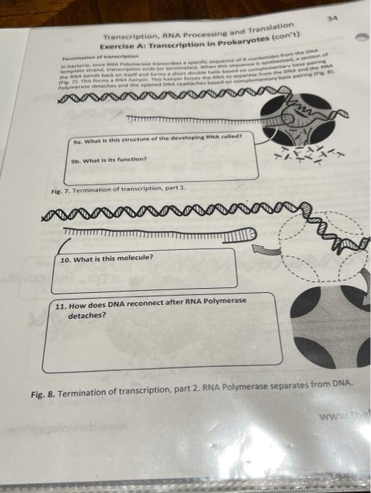 Solved 34 Transcription, RNA Processing and Translation ) | Chegg.com