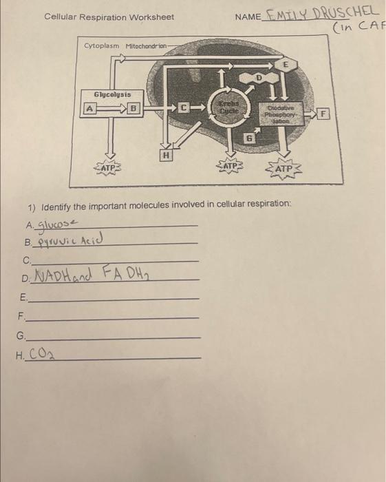 Solved Cellular Respiration Worksheet Cytoplasm | Chegg.com
