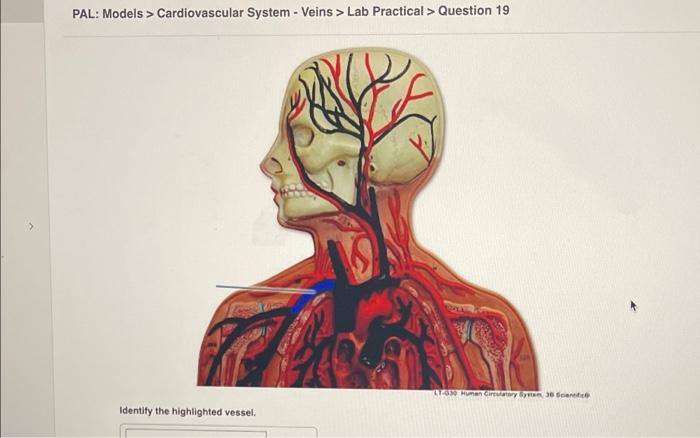 Solved PAL: Models > Cardiovascular System - Veins > Lab | Chegg.com