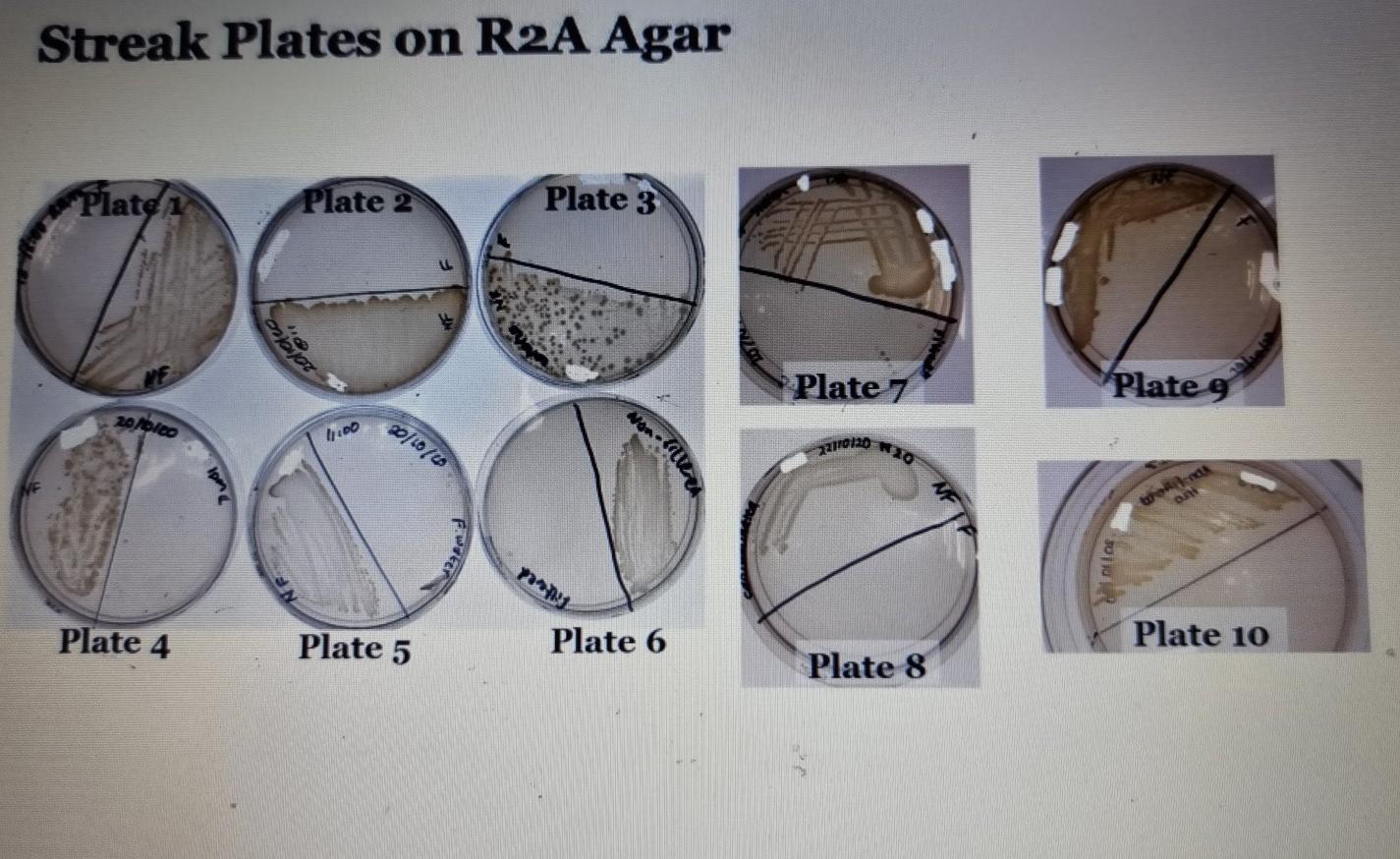 Solved Contact Plates from a Contaminated Surface Plate 1 | Chegg.com