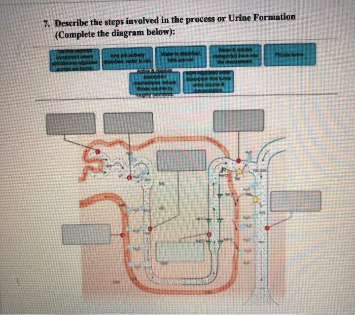 Solved 7. Describe the steps involved in the process or | Chegg.com
