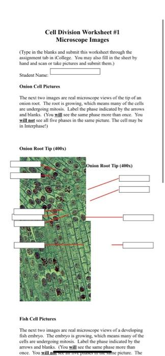 Solved Cell Division Worksheet #1 Microscope Images (Type in | Chegg.com