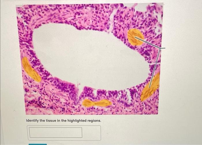 Solved Identify the highlighted cells. Identify the | Chegg.com