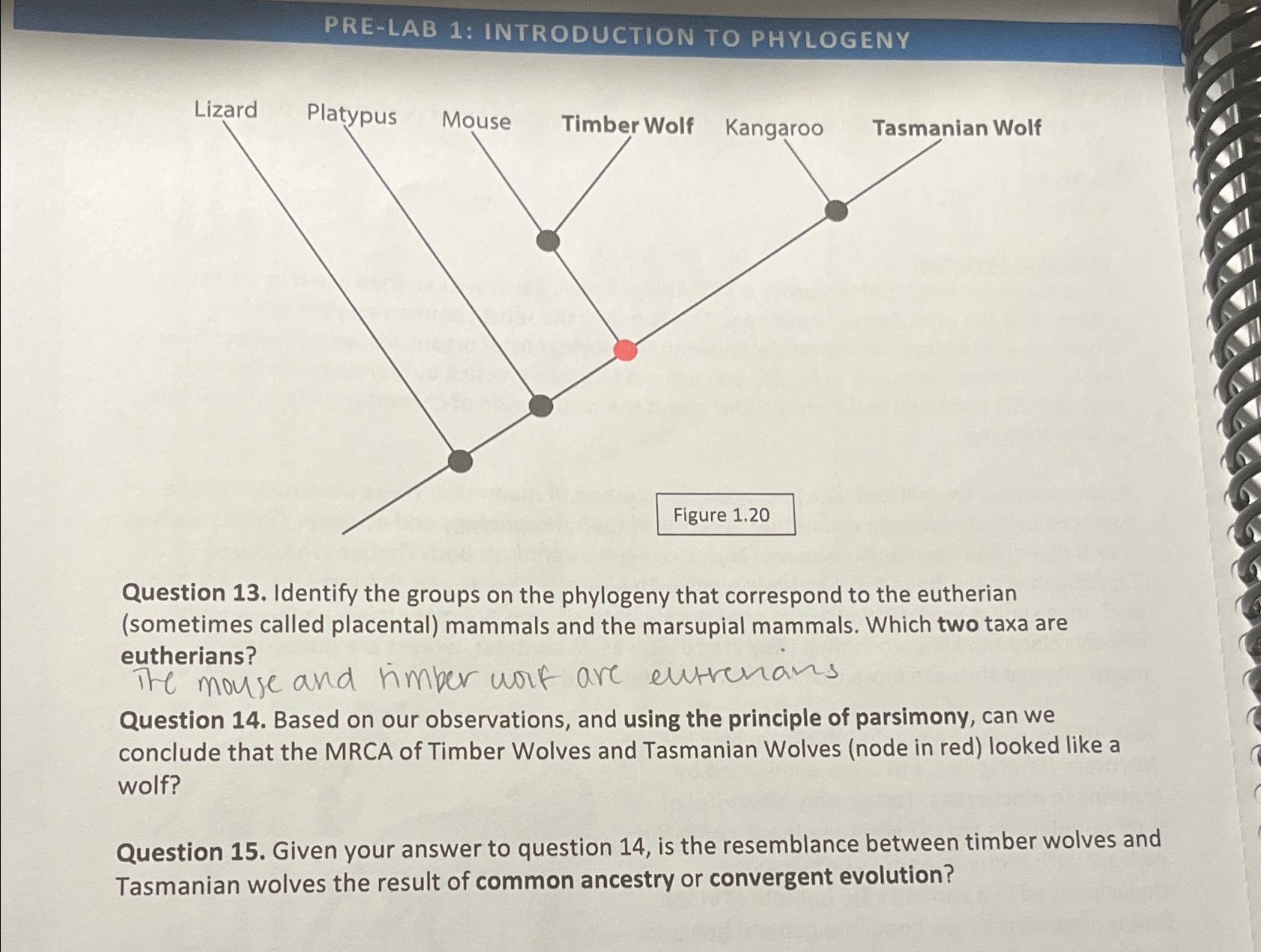 Solved PRE-LAB 1: INTRODUCTION TO PHYLOGENYQuestion 13. | Chegg.com