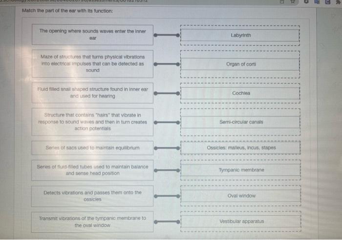 Match the part of the ear with its tunction: The | Chegg.com