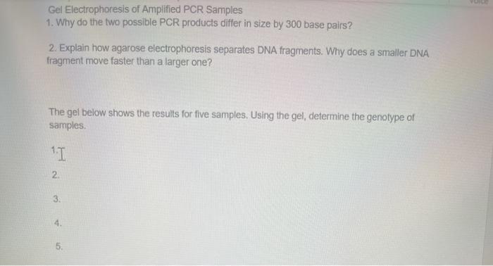 Solved Gel Electrophoresis of Amplified PCR Samples 1. Why | Chegg.com