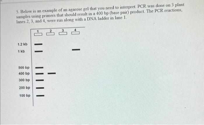 Solved GMO Results - Gel Electrophoresis Assignment Last | Chegg.com