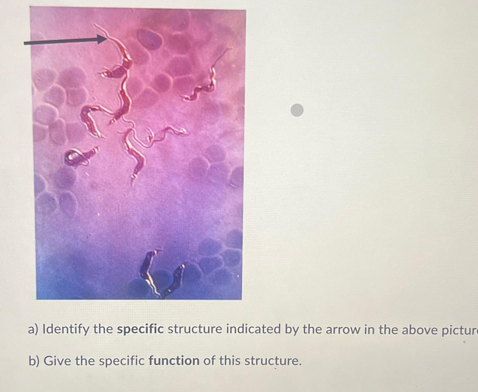 Solved a) ﻿Identify the specific structure indicated by the | Chegg.com