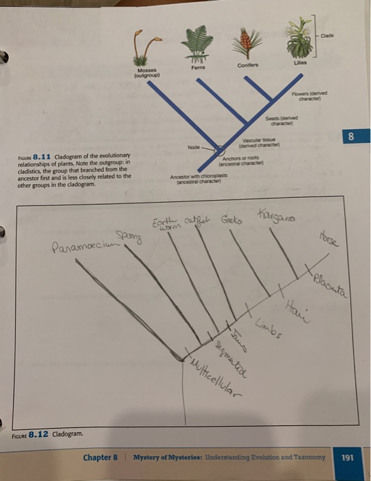 Solved Derived Trait Multicellular Limbs Hai 1+ Catfish | Chegg.com