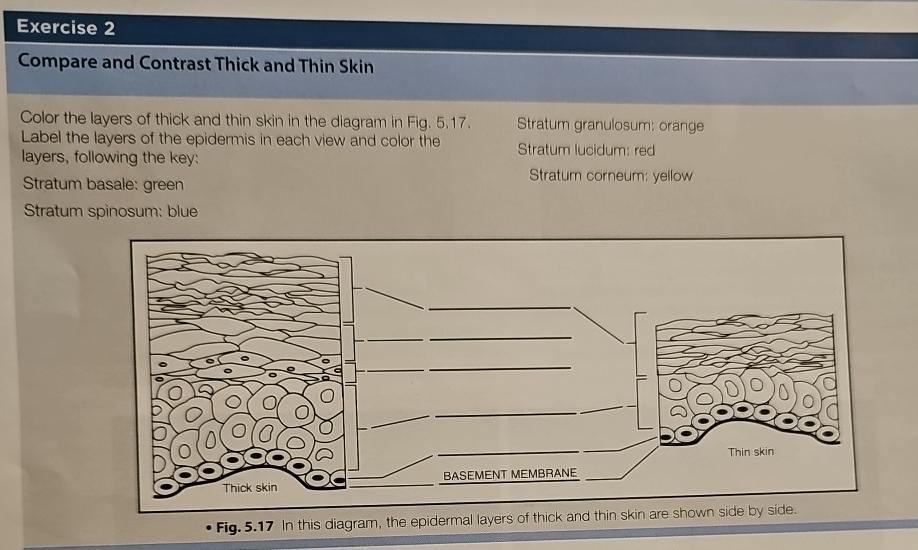 Solved Exercise 2Compare and Contrast Thick and Thin | Chegg.com