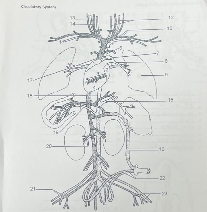 Solved Circulatory System | Chegg.com
