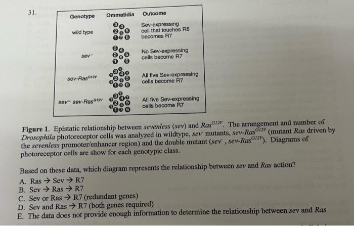 Solved Figure 1. Epistatic relationship between sevenless | Chegg.com