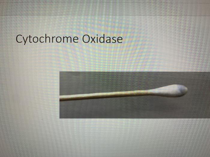 Solved Gram Stain Catalase Test Cytochrome Oxidase | Chegg.com