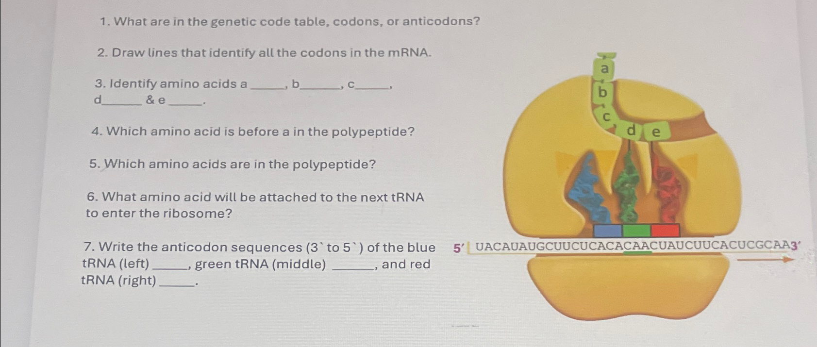 Solved What are in the genetic code table, codons, or | Chegg.com