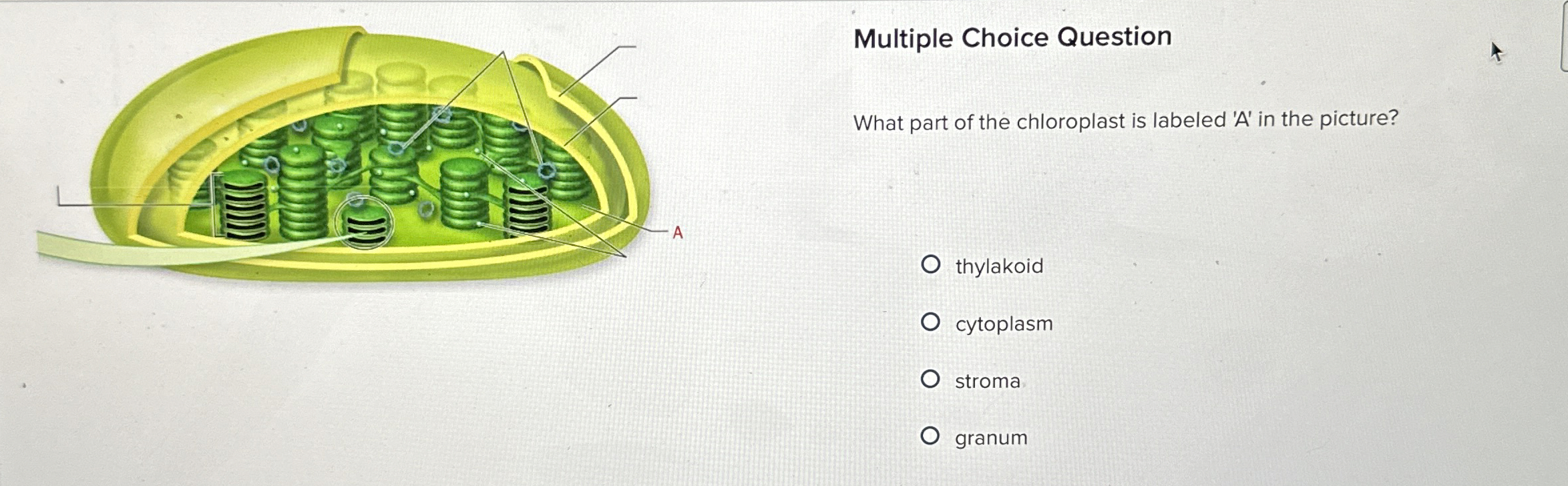 Solved Multiple Choice QuestionWhat part of the chloroplast | Chegg.com