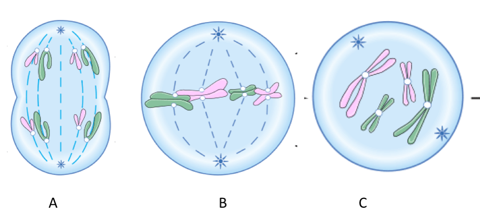 Solved what is the starting cells haploid number? Choices | Chegg.com