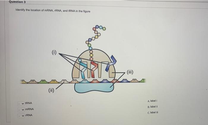 Solved Question 3 Identify the location of mRNA, TRNA, and | Chegg.com