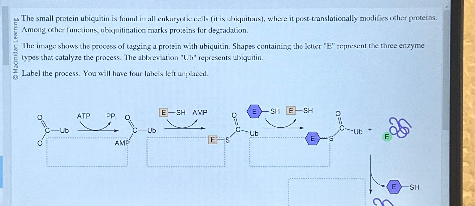 Solved ?c ﻿The small protein ubiquitin is found in all | Chegg.com