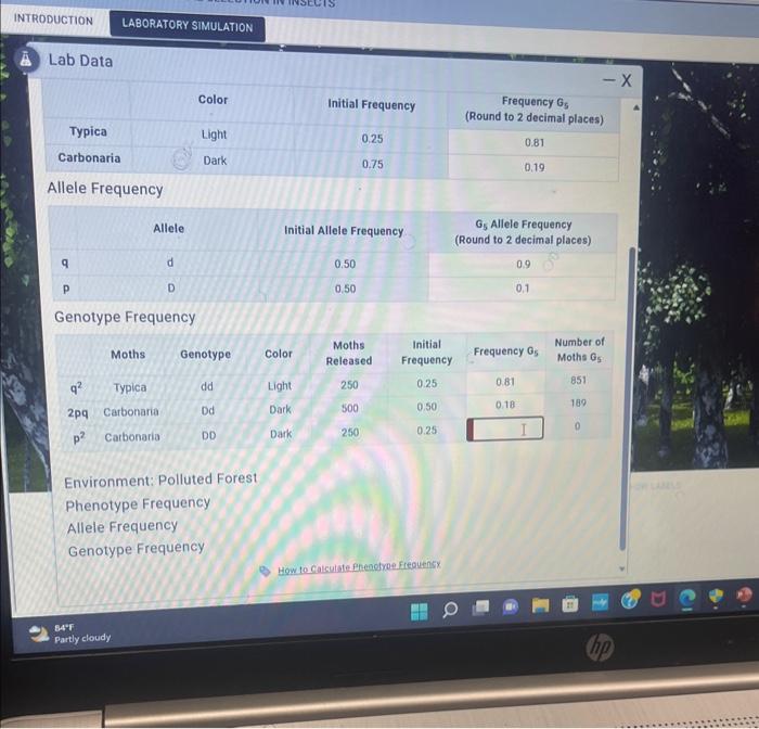 Lab Data Allele trequency Genotype Frequency | Chegg.com