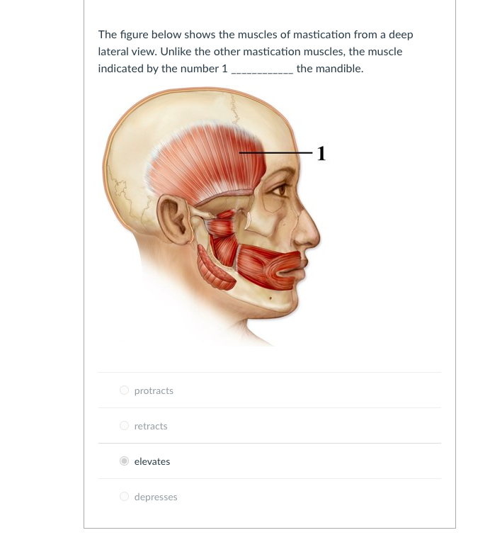 Solved The figure below shows the muscles of mastication | Chegg.com