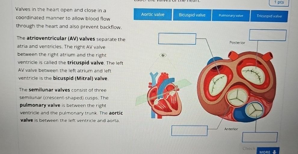 Solved 1 ﻿ptsValves in the heart open and close in a | Chegg.com