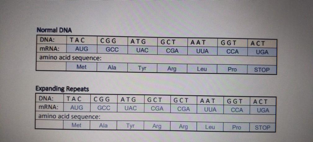 Solved Normal DNA DNA: TAC CGG mRNA: AUG GCC amino acid | Chegg.com