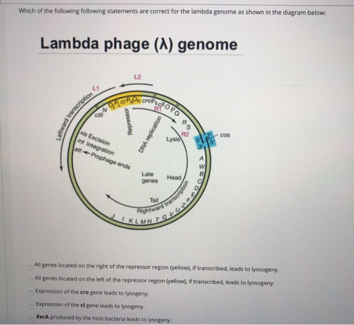 Solved Lambda phage (1) genome 47 CP Pn croPedlo VI | Chegg.com