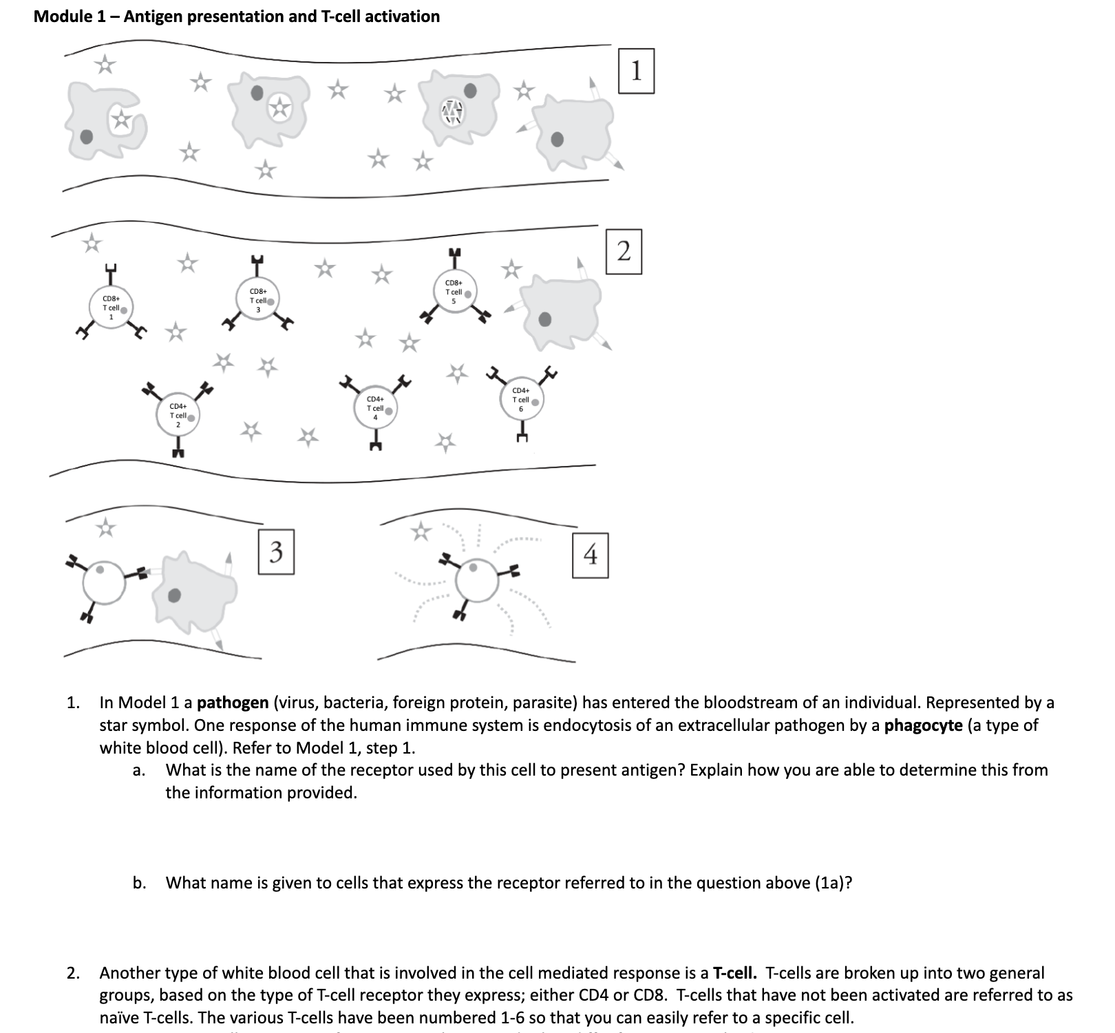 Solved In Model 1 ﻿a pathogen (virus, ﻿bacteria, foreign | Chegg.com