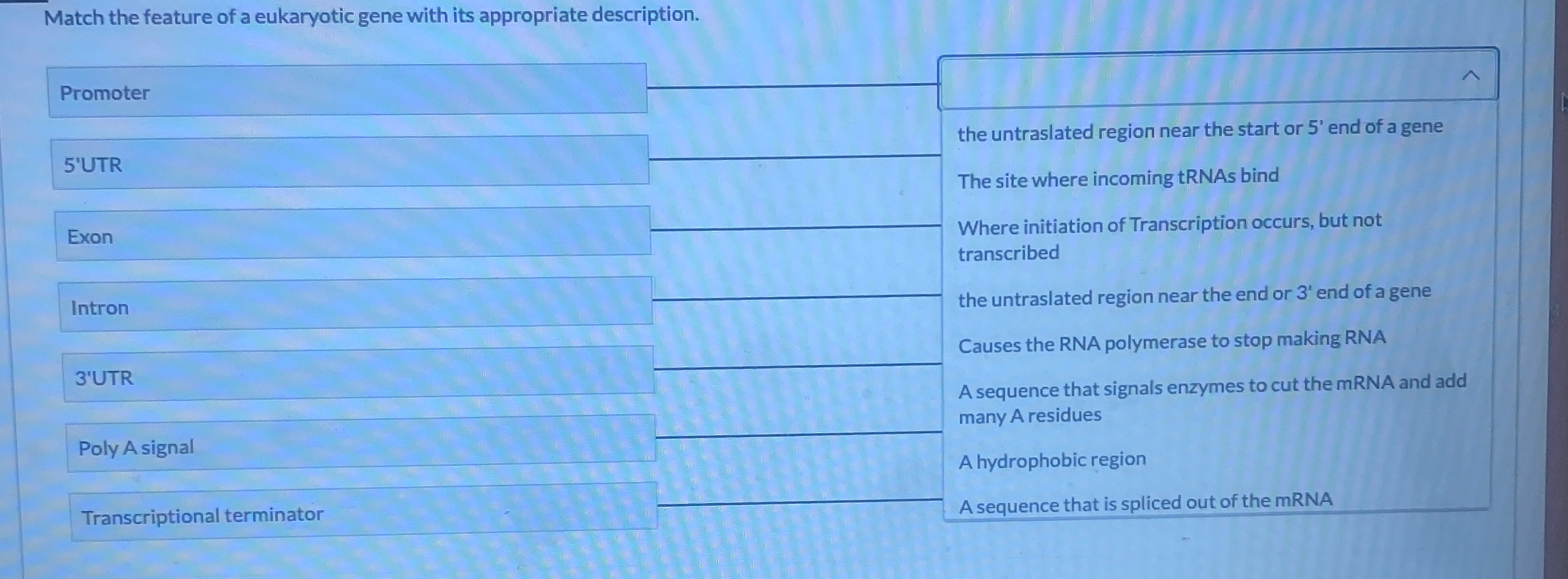 Solved Match the feature of a eukaryotic gene with its | Chegg.com