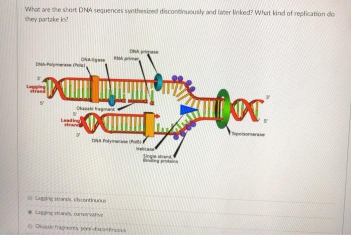Solved What are the short DNA sequences synthesized | Chegg.com