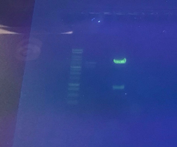 Solved 0 2 Take a picture of your gel and label each well | Chegg.com