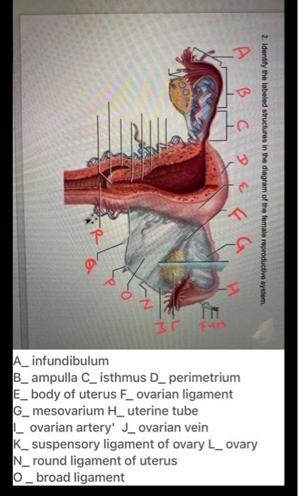 Solved B 2. Identify the labeled structures in the diagram | Chegg.com