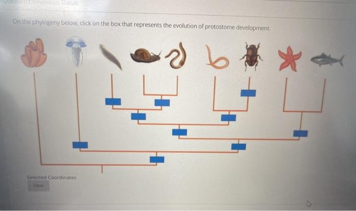 Solved On the phylogeny below, click on the box that | Chegg.com