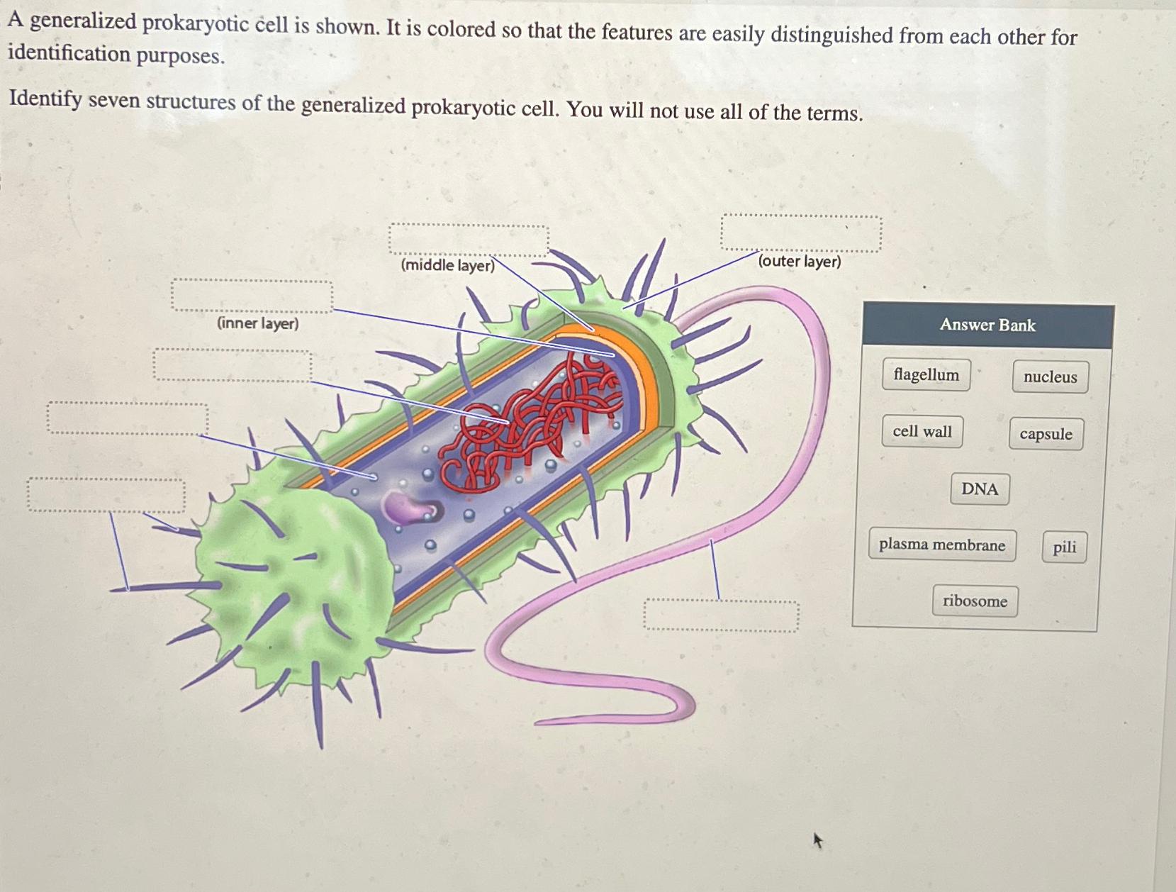 Solved A generalized prokaryotic cell is shown. It is | Chegg.com