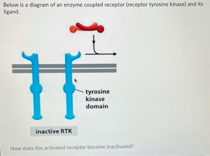 Solved Below is a diagram of an enzyme coupled receptor | Chegg.com
