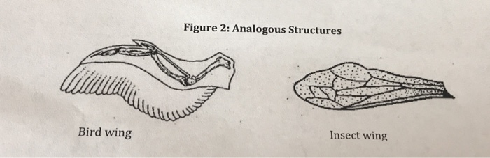Solved Figure 2: Analogous StructuresWhy are the structures | Chegg.com