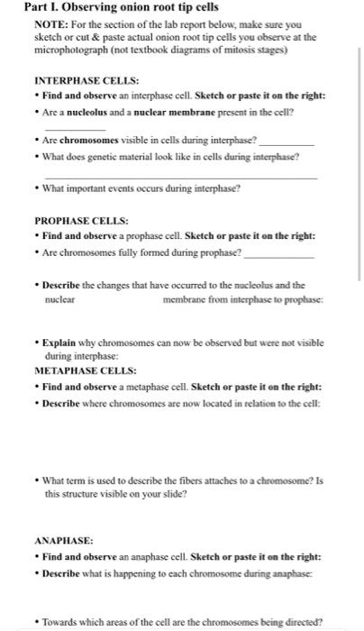Solved Part I. Observing onion root tip cells NOTE: For the | Chegg.com