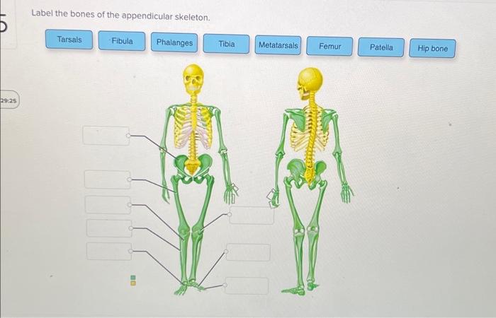 Solved 5 29:25 Label the bones of the appendicular skeleton. | Chegg.com